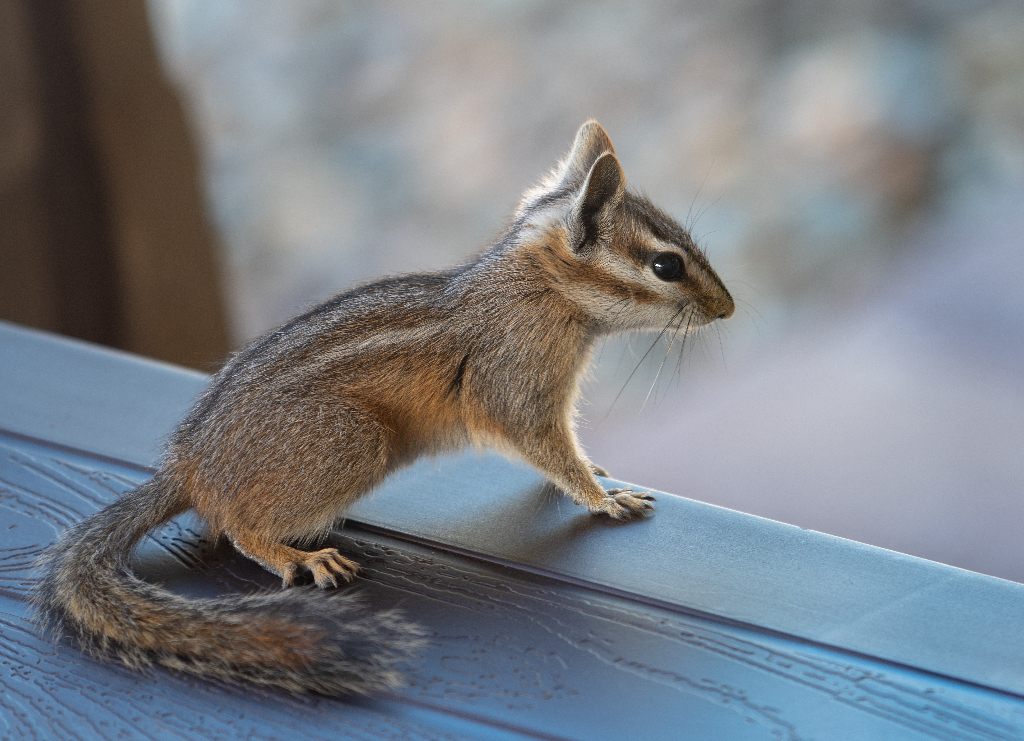 Cliff Chipmunk from Williamson, AZ, USA on November 14, 2023 at 12:14 ...