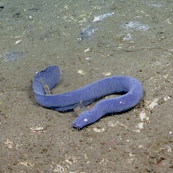 Pacific Hagfish from Winona Basin on June 5, 2023 at 07:18 PM by ...