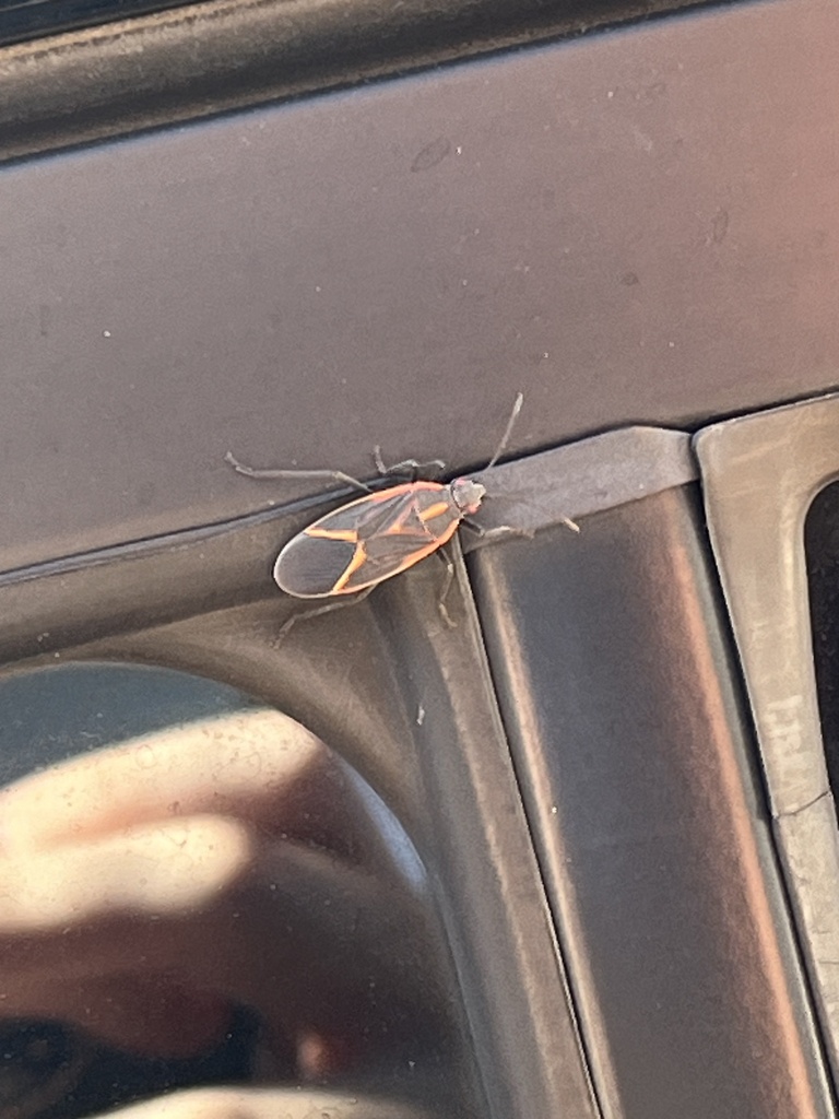 Eastern Boxelder Bug from W Main St, Marshall, VA, US on January 26 ...
