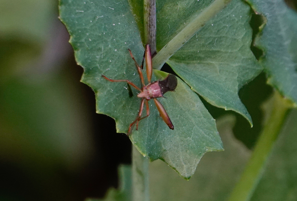 Alydinae from M8C8+Q4F, Post on January 14, 2024 at 04:51 PM by Paul ...