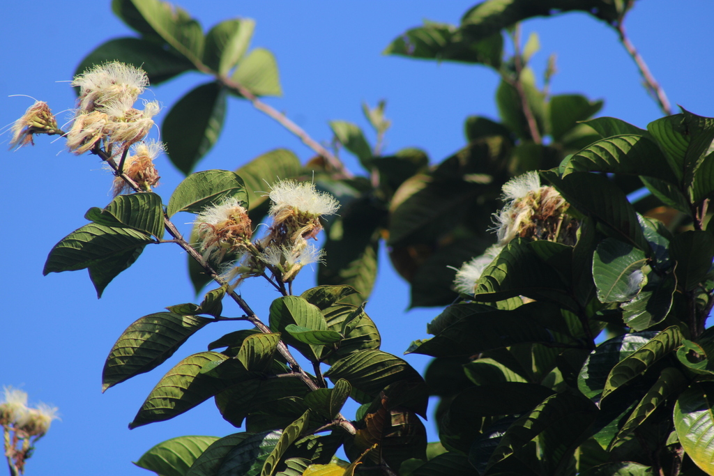 Inga spectabilis from Buenaventura, Valle del Cauca, Colombia on ...