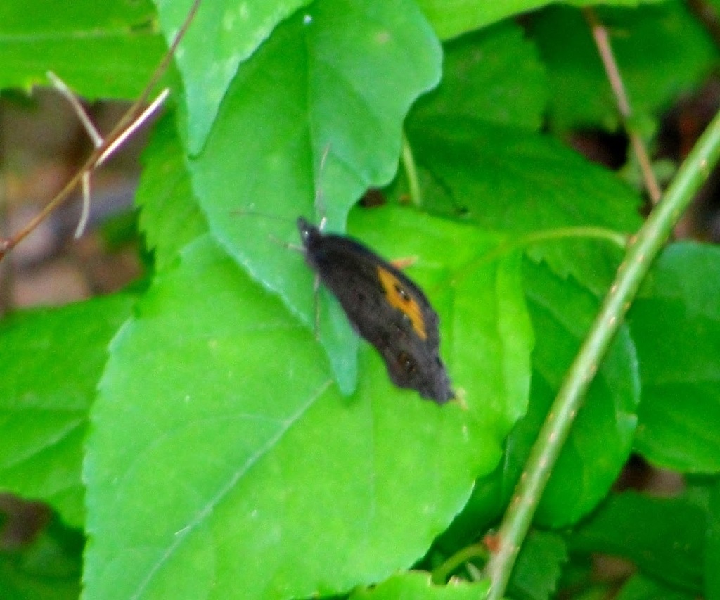 Common Wood-Nymph from Deer Jump Reservation - A.V.I.S, 70 Brundrett ...