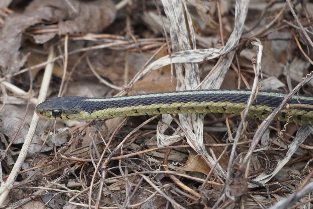 Common Garter Snake from Nine Springs Natural Area, Madison, WI, USA on ...