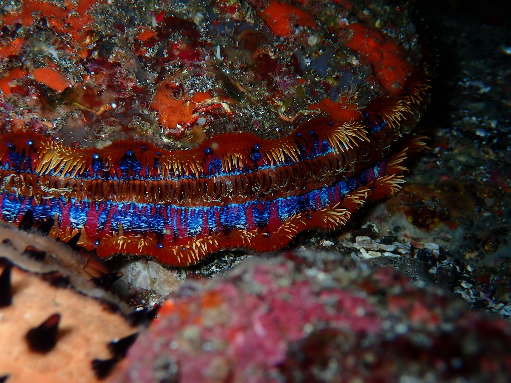 Nodipecten magnificus from Tagus Cove, South Pacific Ocean, Ecuador on ...