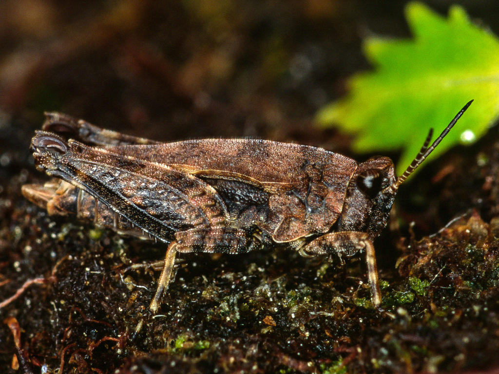 Common Groundhopper from 87 Bidingen, Deutschland on August 31, 1997 at ...
