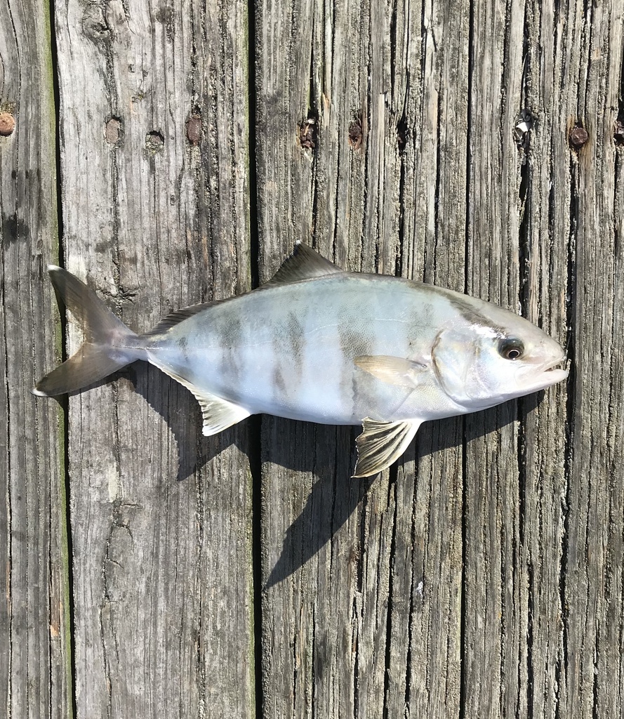Banded Rudderfish from Sloop Channel, Wantagh, NY, US on August 26 ...