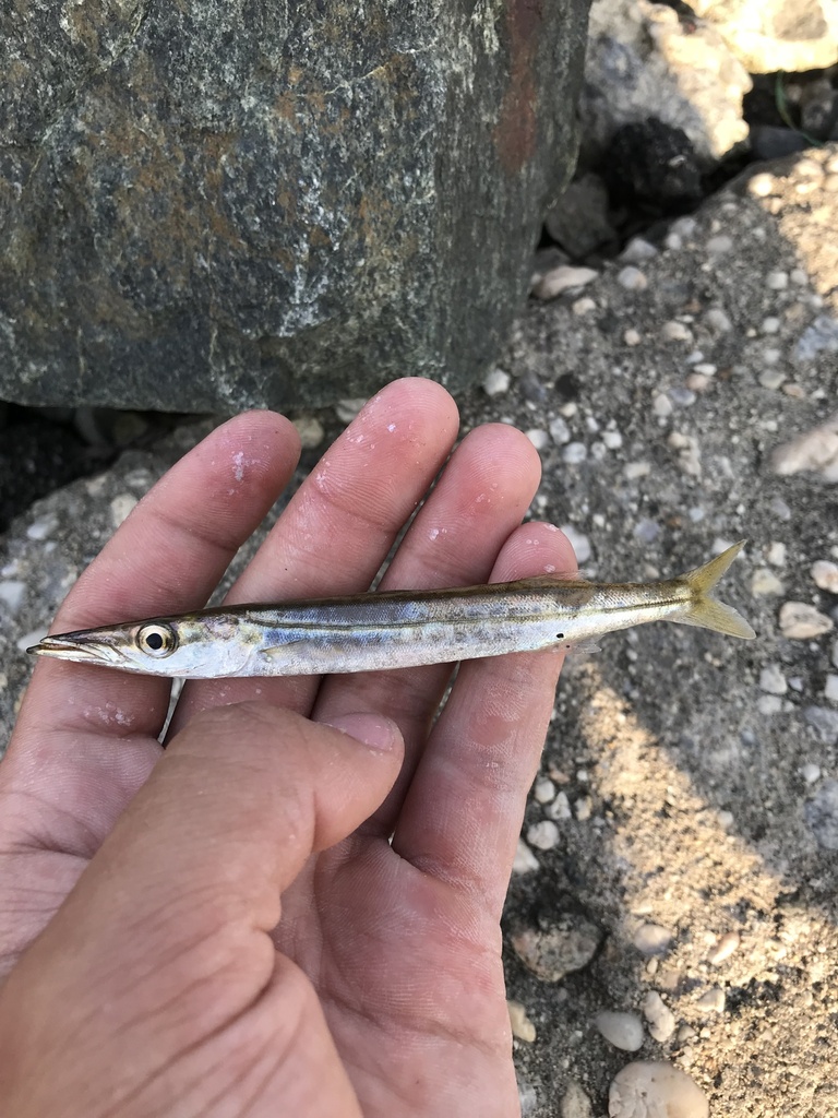 Northern Sennet from Jones Bay, Point Lookout, NY, US on August 4, 2019 ...
