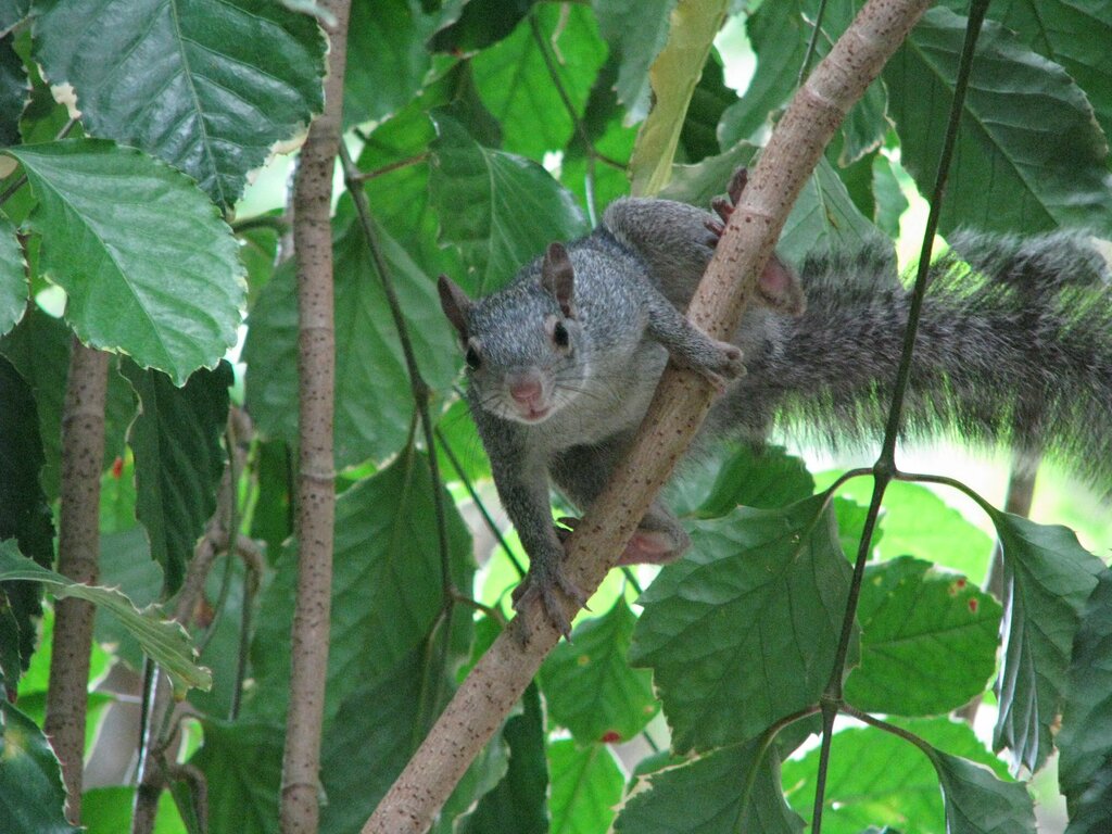 Yucatán Squirrel from 17 de Octubre, Chetumal, Q.R., México on March 10 ...