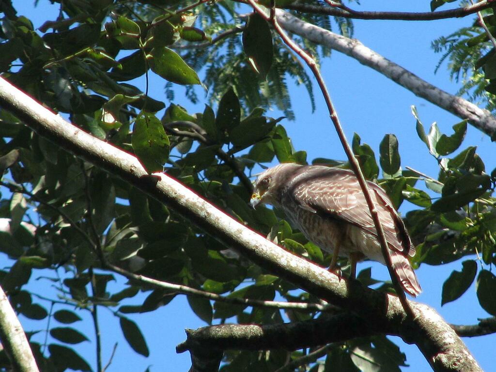 Roadside Hawk from 17 de Octubre, Chetumal, Q.R., México on April 3 ...