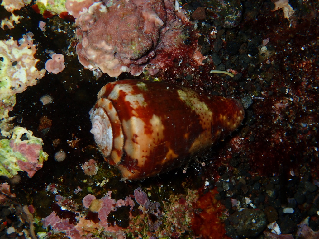 Purple Cone from Tagus Cove, South Pacific Ocean, Ecuador on January 16 ...