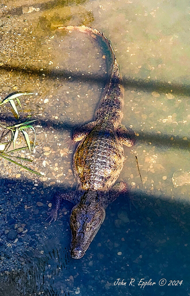 Spectacled Caiman from Gamboa, Colón Province, Panama on January 20 ...