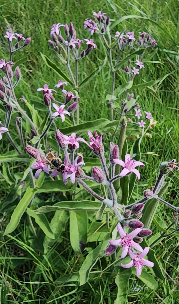 Oxypetalum solanoides from Burzaco, Provincia de Buenos Aires, Argentina on January 24, 2024 at ...