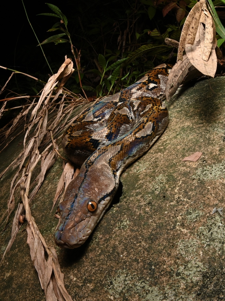 Reticulated Python from Singapore on January 26, 2024 at 11:00 PM by ...