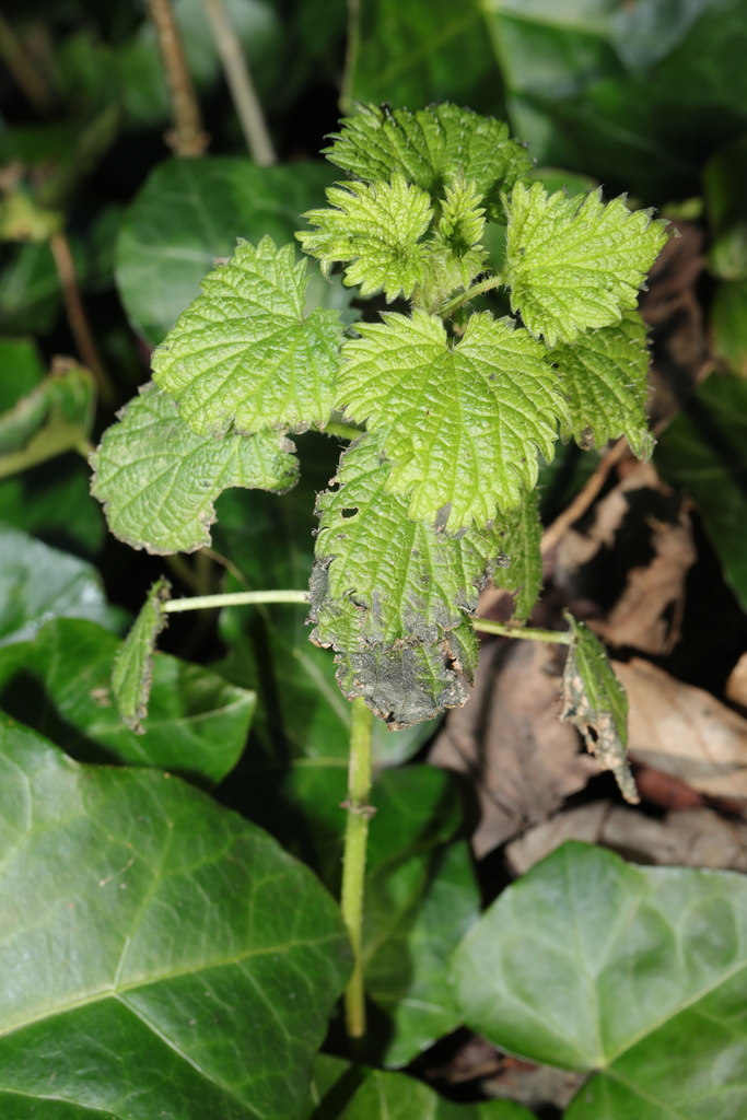 great stinging nettle from Derby Park, Fernhill Road, Bootle, Liverpool ...