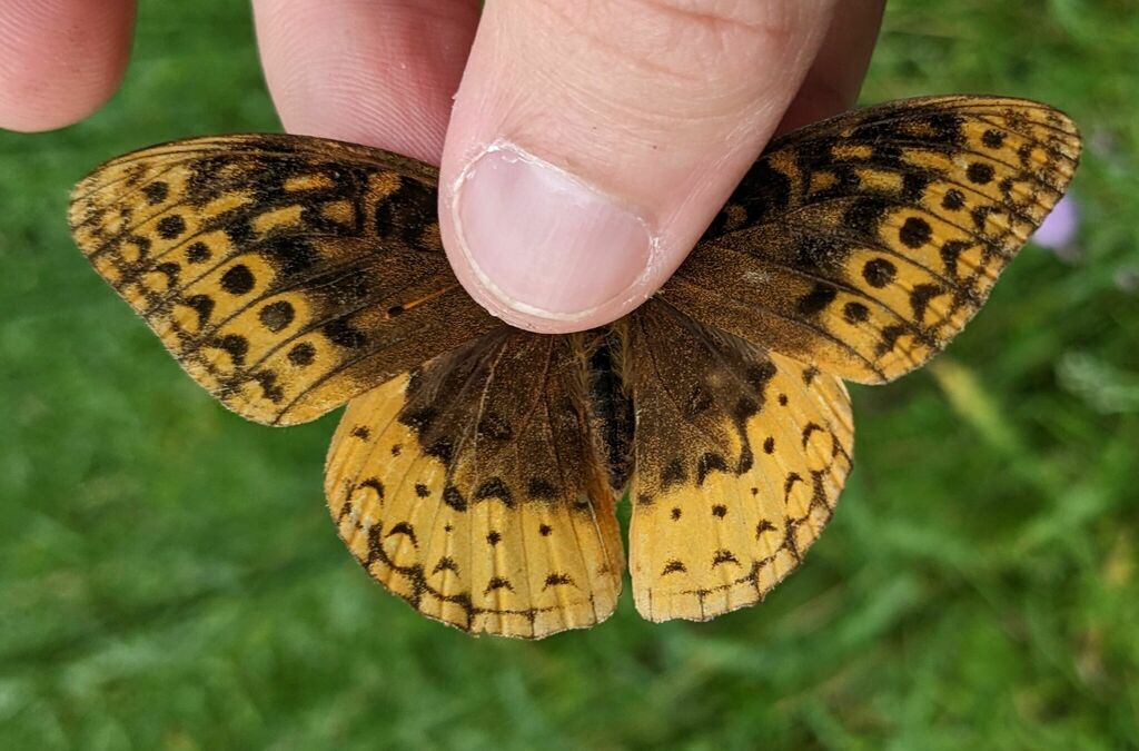 Great Spangled Fritillary from Giles County, VA, USA on July 17, 2023 ...
