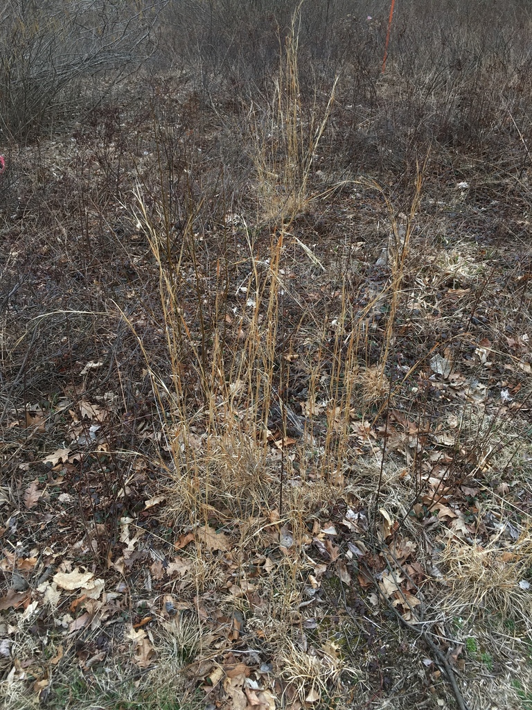 broomsedge bluestem from Meshomasic State Forest, Tolland County, US-CT ...