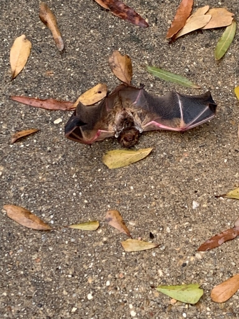 Seminole Bat from Turnpike Rd, Covington, LA, US on January 23, 2024 at ...