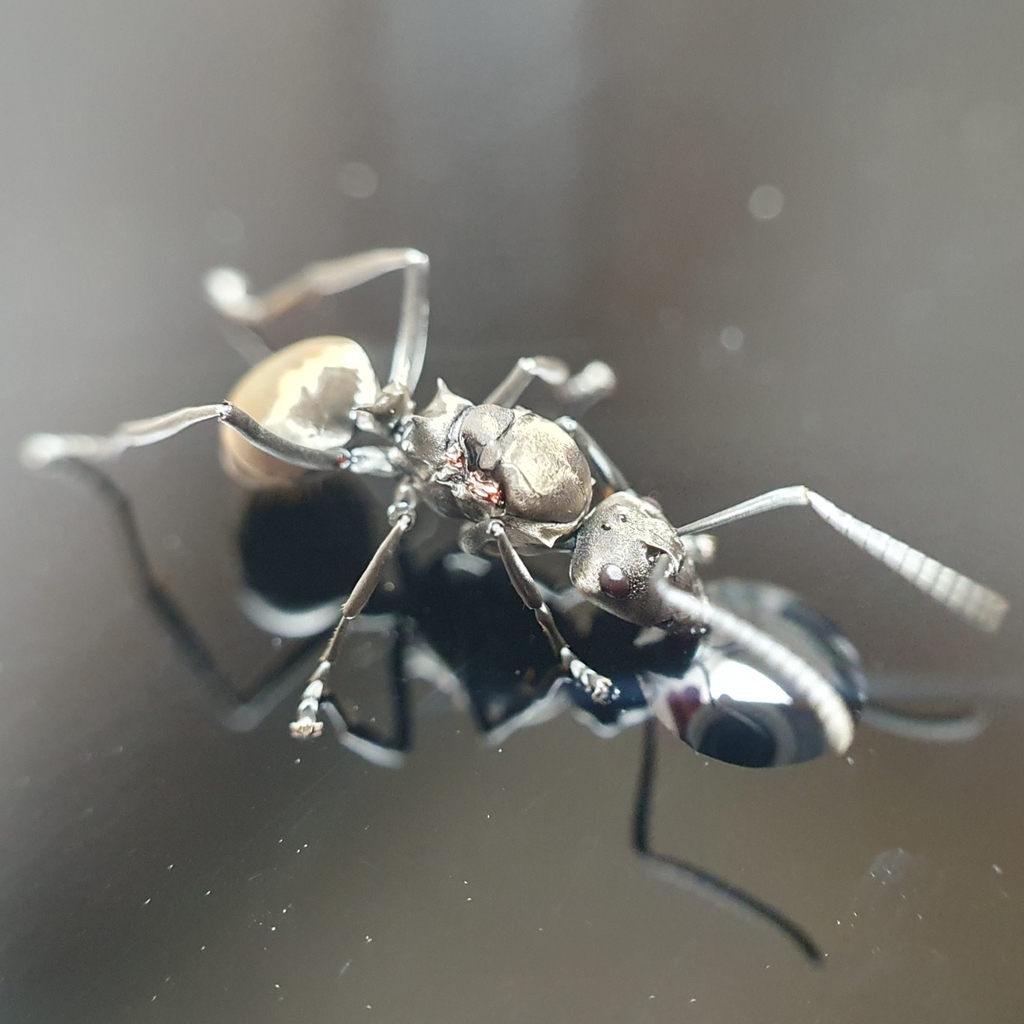 Rich Spiny Sugar ant from CQP7+C85, West Cilendek, Bogor Barat, Bogor ...