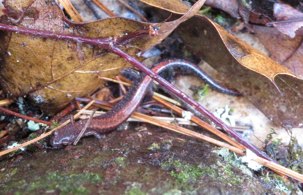 Southern Red-backed Salamander in January 2024 by Tim Lewis · iNaturalist