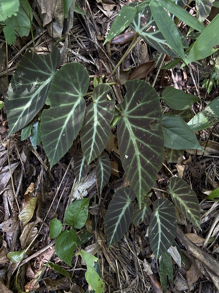 Begonia angularis from Parque Estadual de Forno Grande, Castelo, ES, BR ...