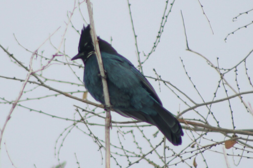 Black-headed Steller's Jay from Madison County, ID, USA on January 13 ...