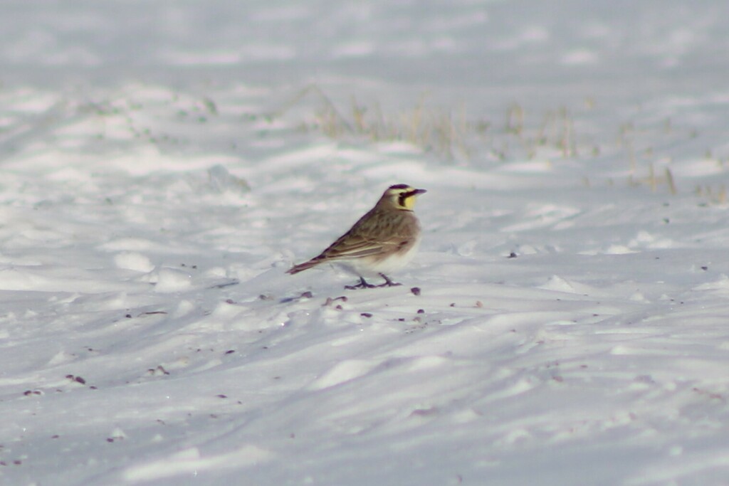 Utah Horned Lark from Madison County, ID, USA on January 15, 2024 at 11 ...