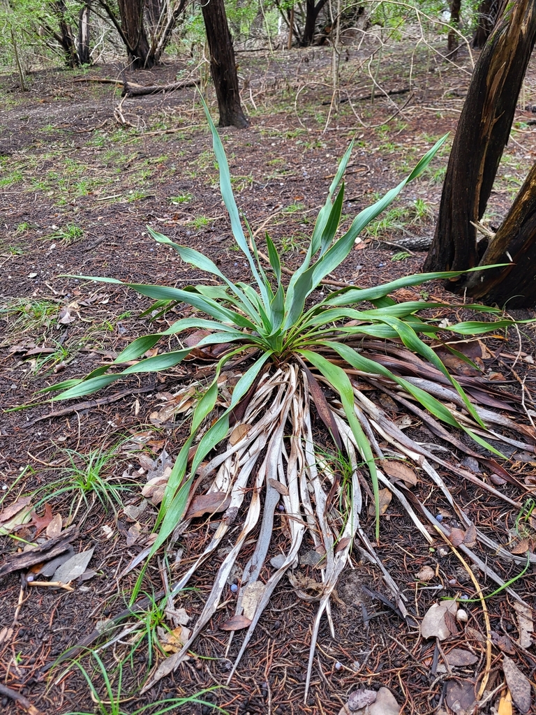 Twisted-leaf Yucca from Copperfield, Austin, TX 78753, USA on January ...