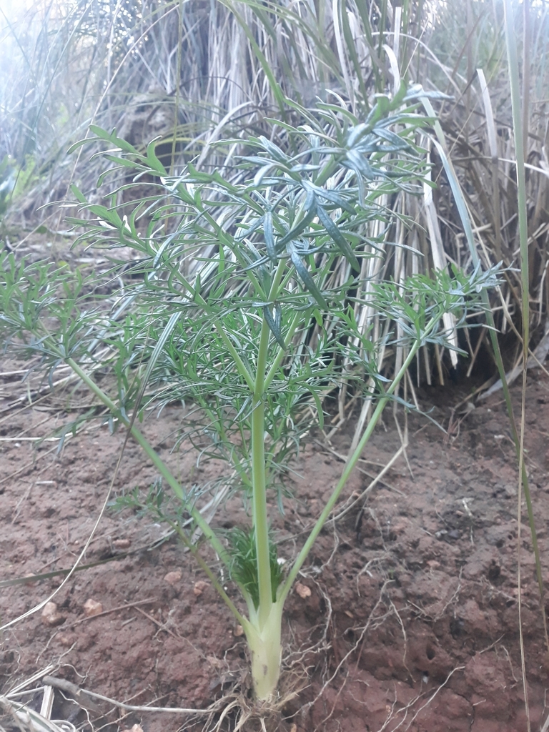 Italian Thapsia in January 2024 by Karim Haddad · iNaturalist