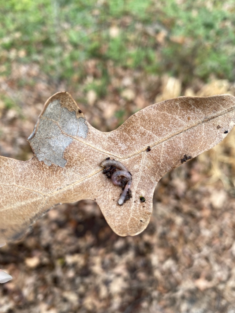 Earthworms from University of North Texas, Denton, TX, US on January 26 ...