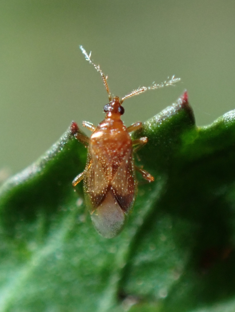 Amphiareus constrictus (Tenerife Hemiptera) · iNaturalist