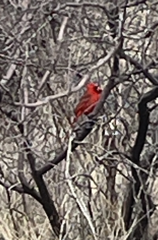 Northern Cardinal from Coronado National Forest, Tucson, AZ, US on ...