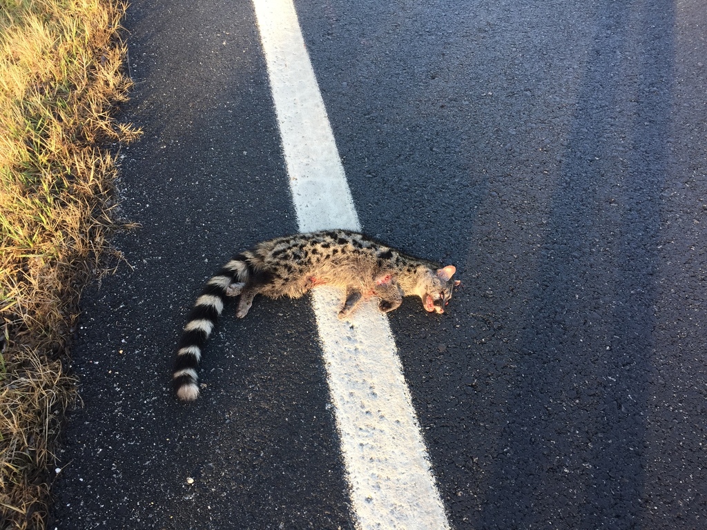 Northern Small-spotted Genet from 28721 Cabanillas de la Sierra, Madrid ...