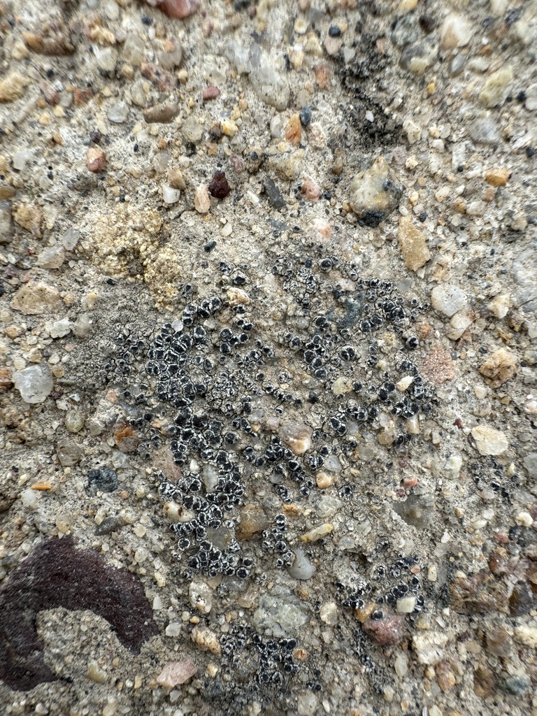 Myriolecis from Bella Rosa Golf Course, Frederick, CO, US on January 26 ...