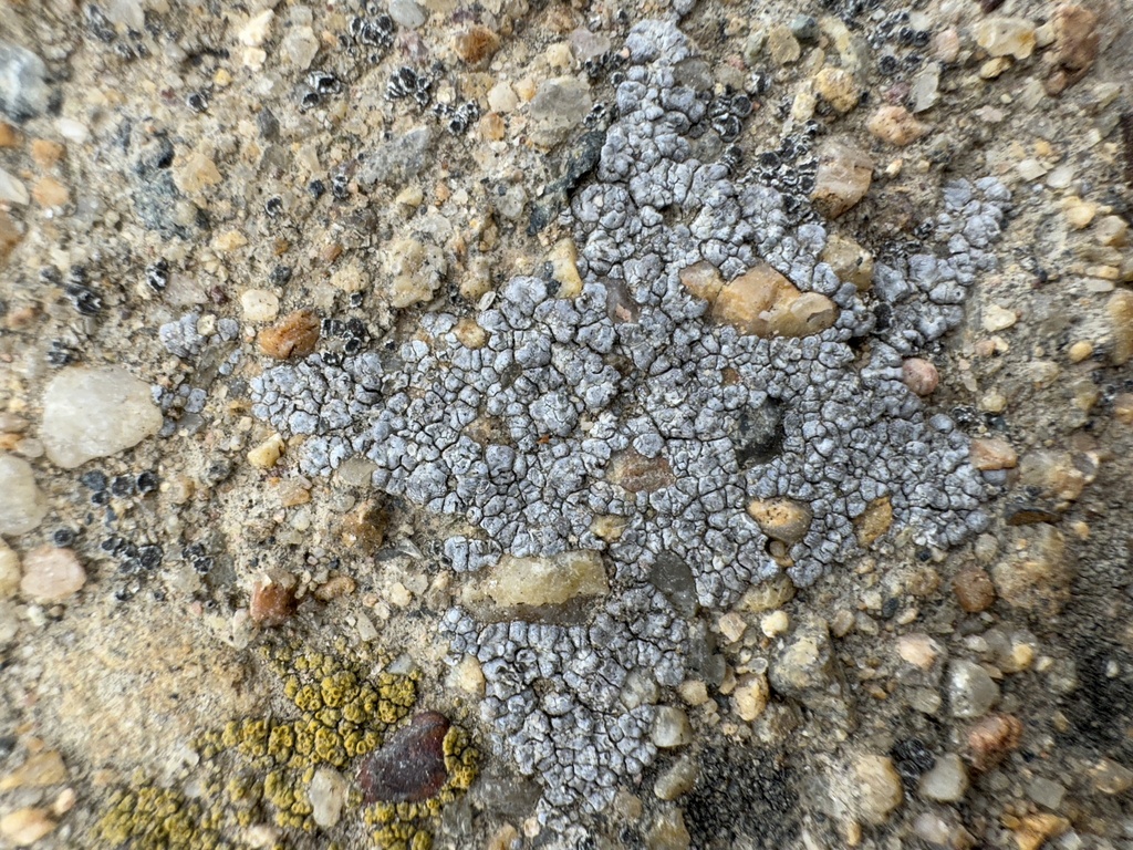 hoary cobblestone lichen from Bella Rosa Golf Course, Frederick, CO, US ...