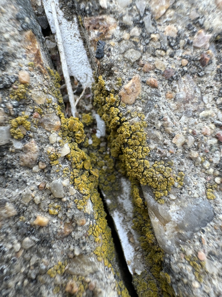 Sagebrush Goldspeck Lichen from Bella Rosa Golf Course, Frederick, CO ...