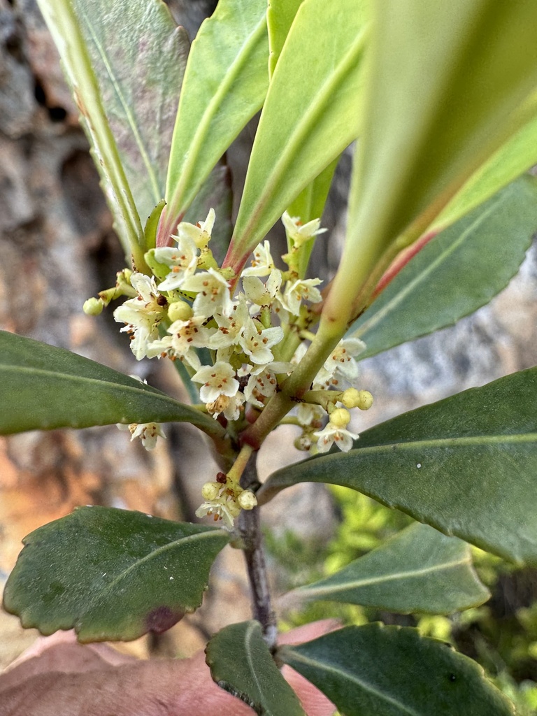 Spoonwood from Theewaterskloof Rural, WC, ZA on January 10, 2024 at 06: ...