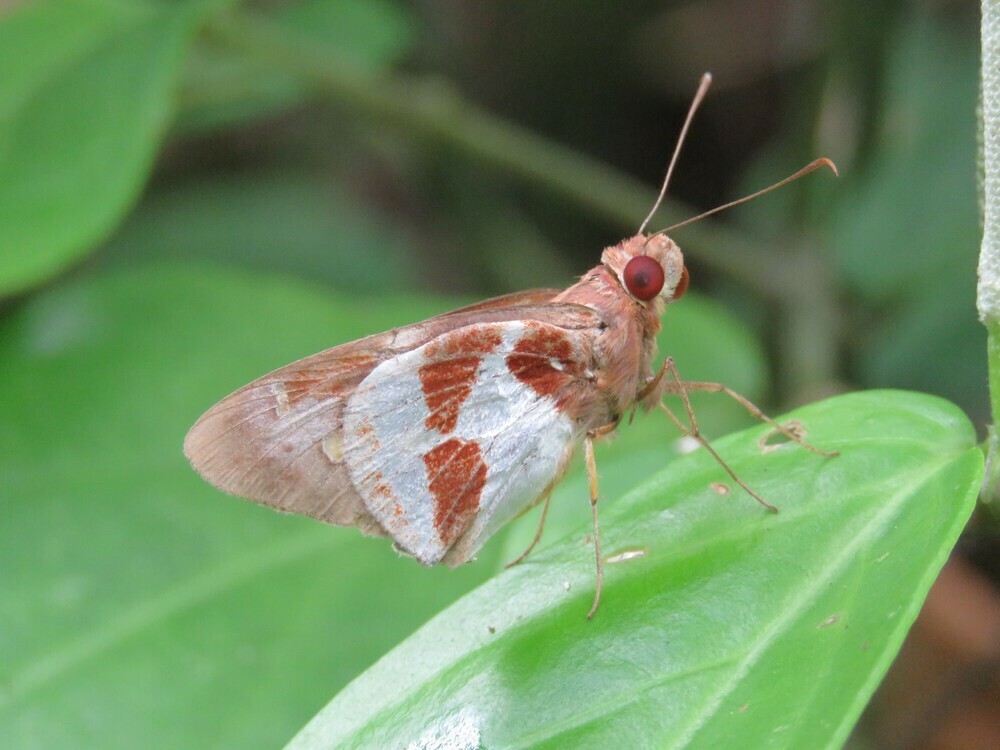 Fantastic Ruby-eye from Limón, Matina, Costa Rica on May 3, 2017 at 05: ...