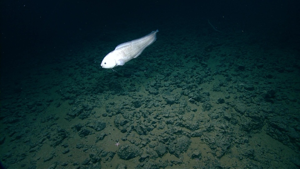Giant cusk-eel (NorthEast Pacific Deep Exploration Project (a MLNEP guide)) · iNaturalist