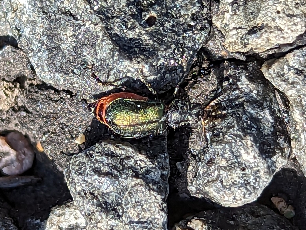 Collops from Estes Park, CO 80517, USA on August 15, 2023 at 05:28 PM ...