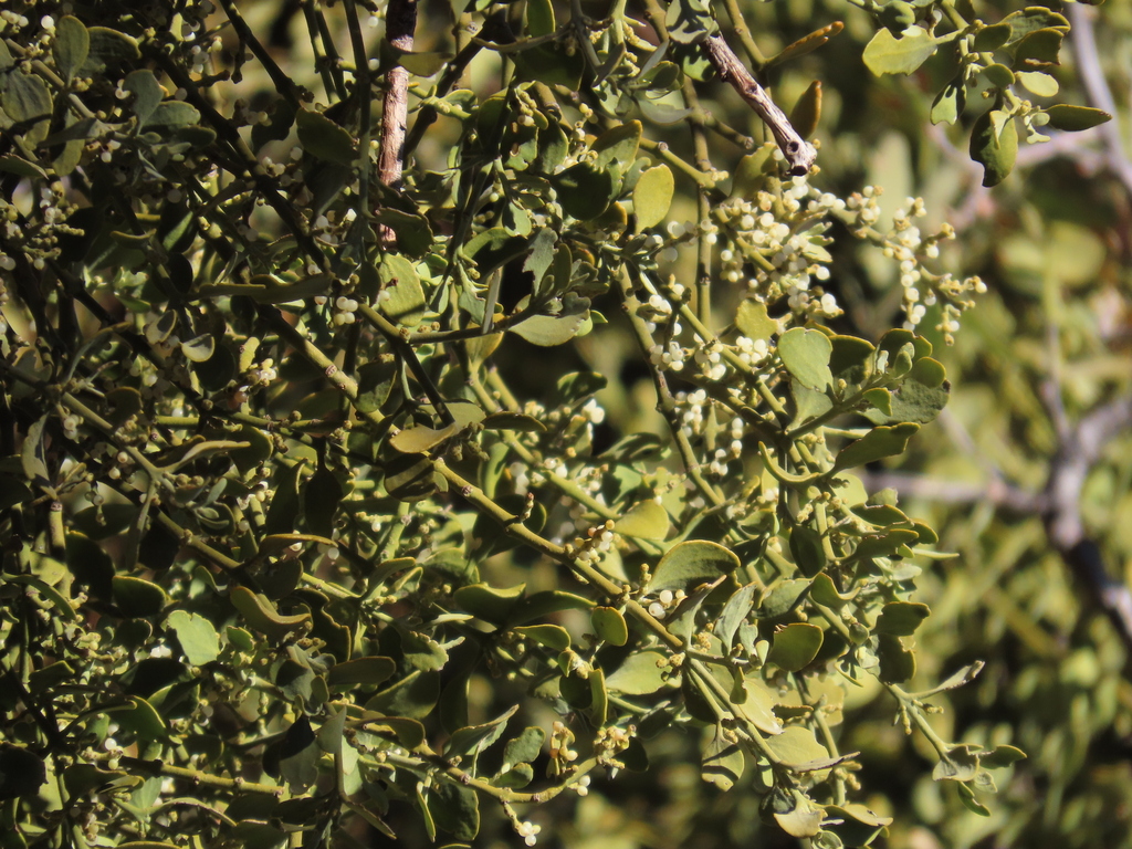 Cory's Mistletoe from Cochise County, AZ, USA on January 26, 2024 at 09 ...