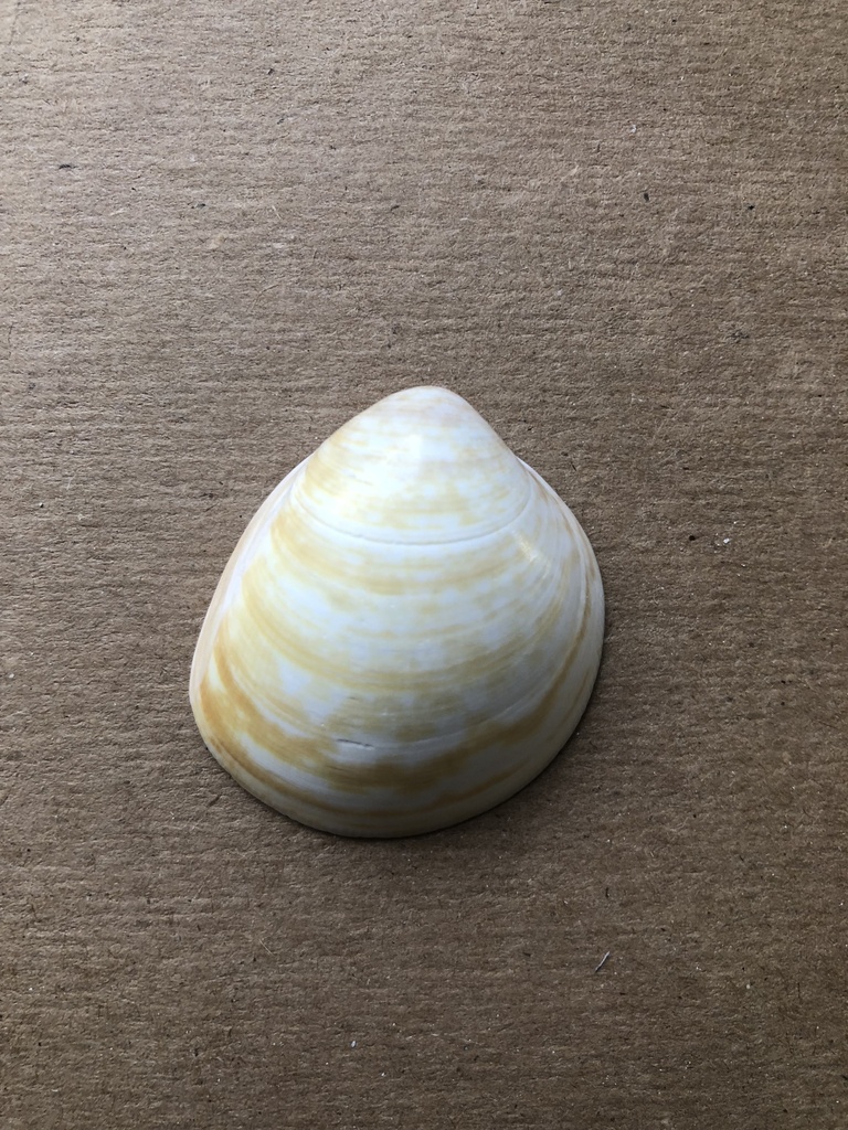 Common Egg Cockle from Treasure Island, Treasure Island, FL, US on ...