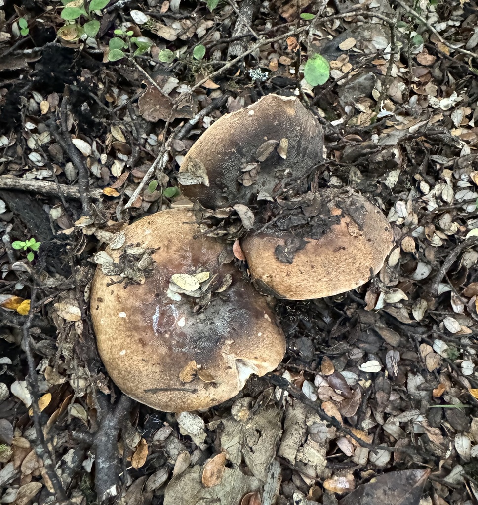 Russula pseudoareolata from Tongariro National Park, Tongariro National ...