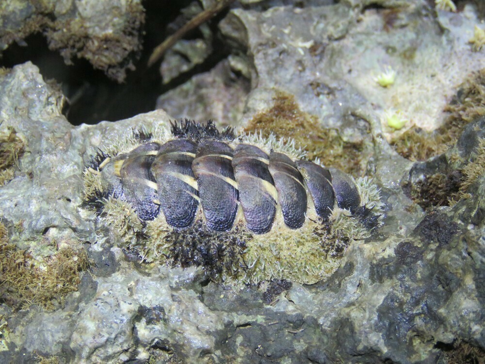 West Indian Fuzzy Chiton from Limón, Cahuita, Costa Rica on April 30 ...