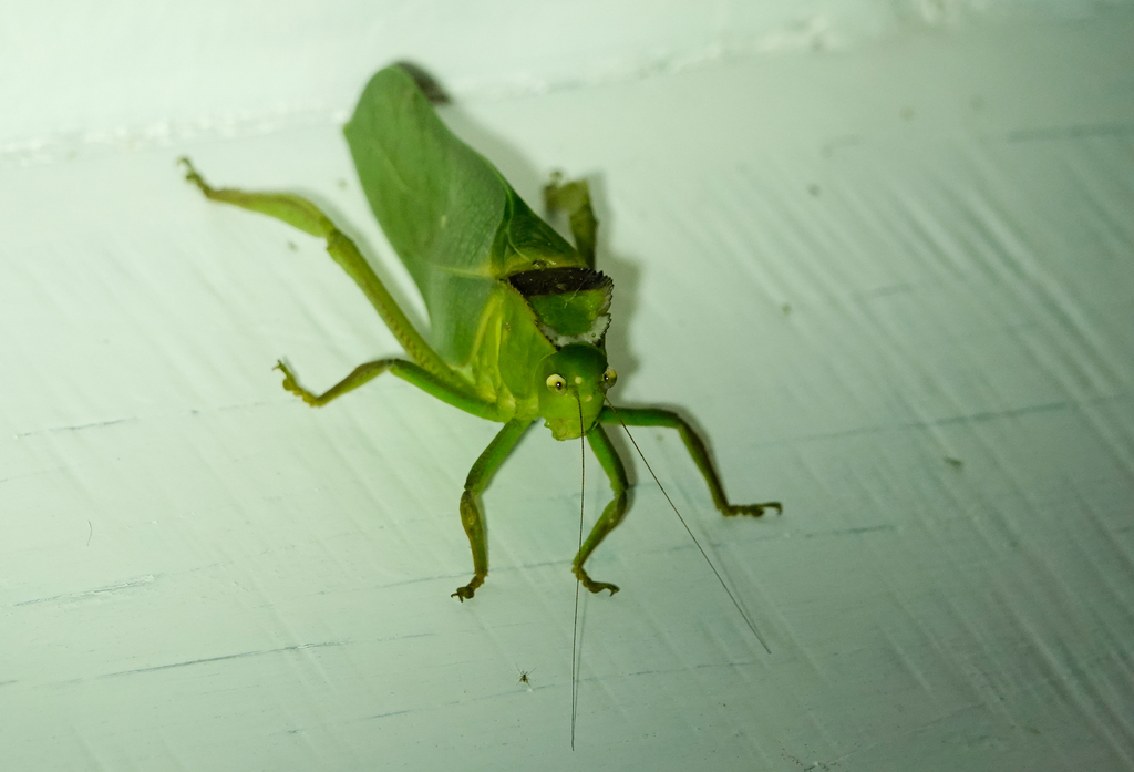 Steirodon validum from M8C8+Q4F, Post on January 15, 2024 at 05:05 AM ...