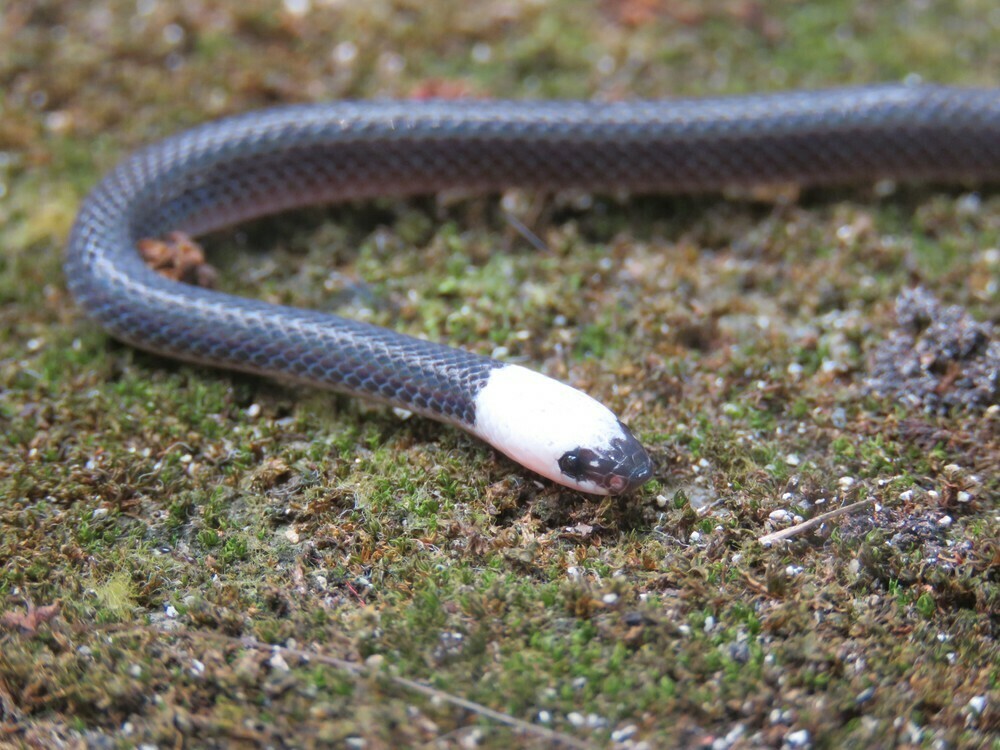 White-headed snake from Limón, Cahuita, Costa Rica on April 28, 2017 at ...