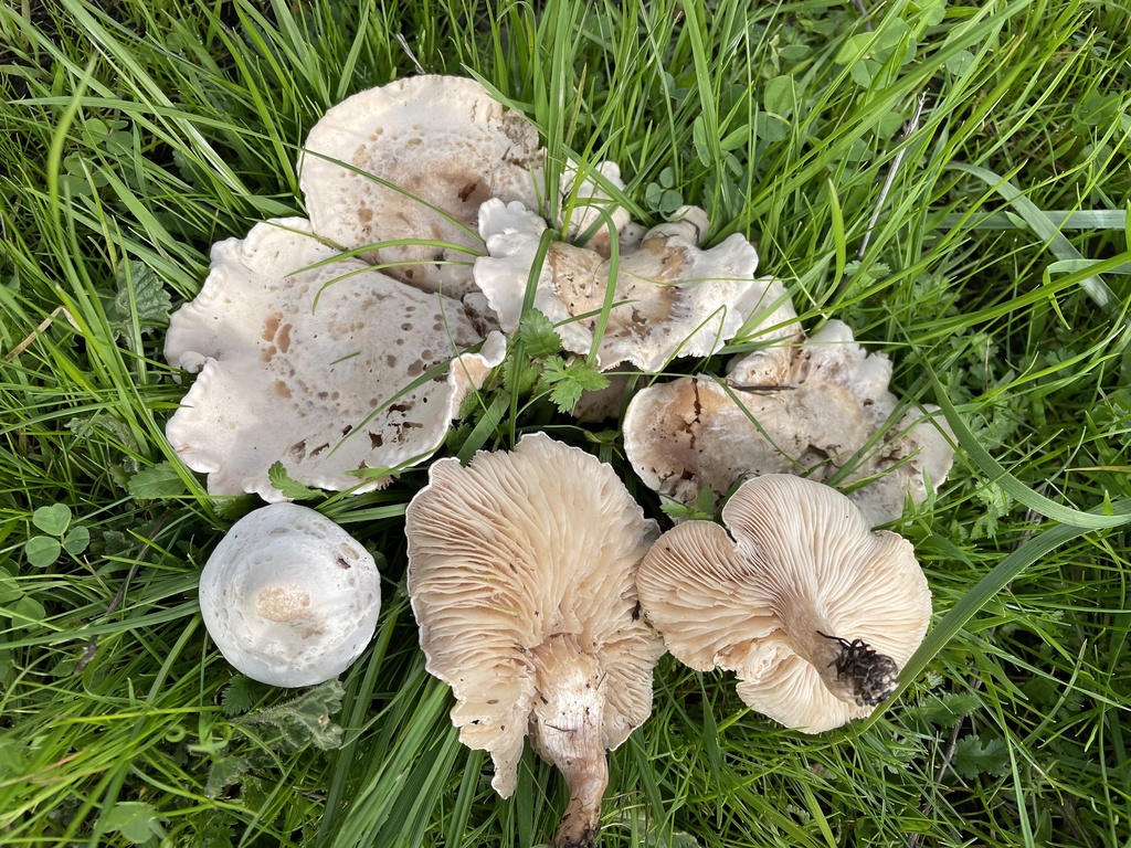 Fool's Funnel from Contra Costa County, US-CA, US on January 22, 2024 ...