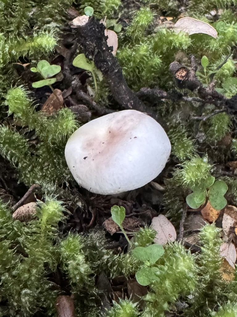 Russula purpureotincta from Tongariro National Park, Tongariro National ...
