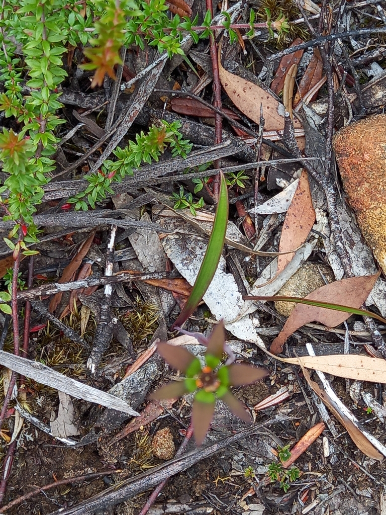 Campynema lineare from Mount Field TAS 7140, Australia on January 21 ...