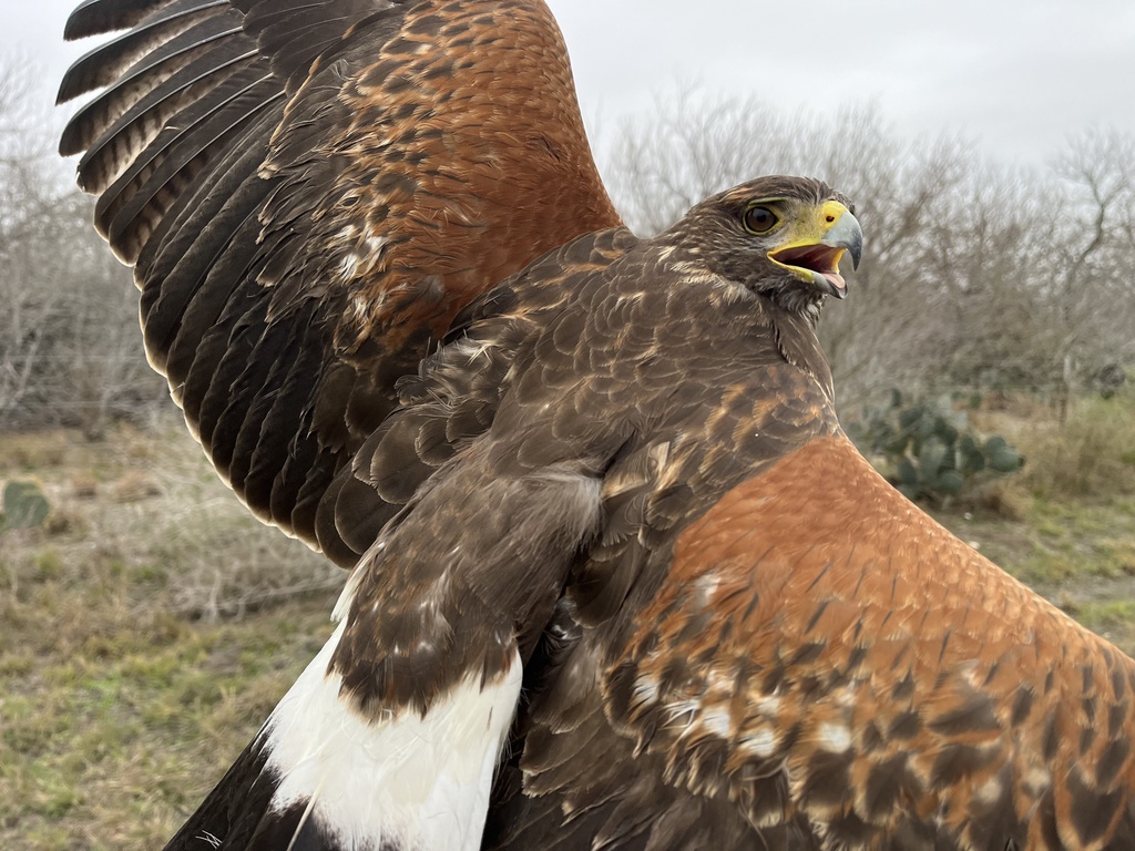 Harris's Hawk from Alice, TX, US on January 26, 2024 at 11:00 AM by ...