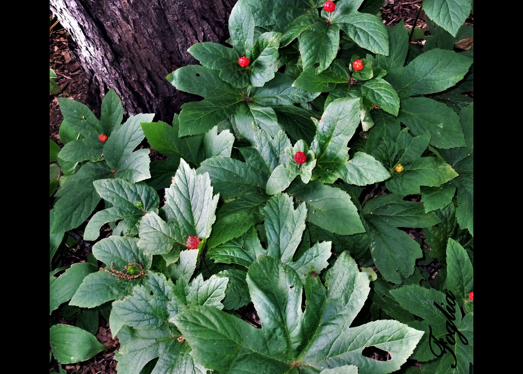 Goldenseal in September 2023 by Dawn M Foglia. NY Native Tends to ...